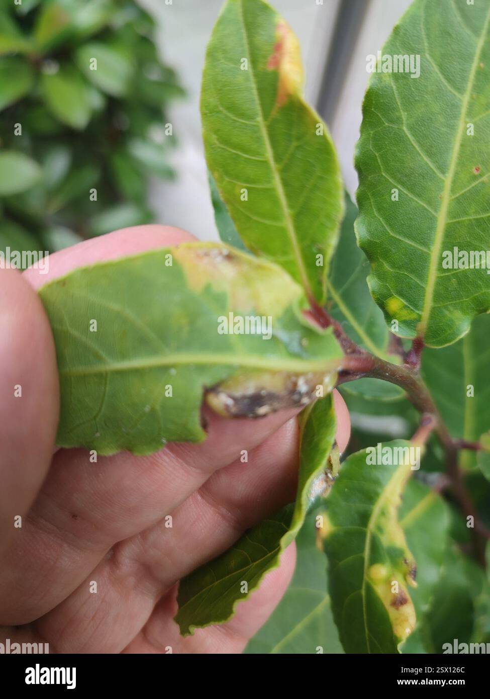 Bay Sucker (Lauritrioza alacris), Insecta, South Kensington Museums ...