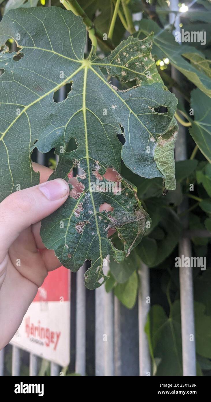 fig-tree skeletonizer moth (Choreutis nemorana), Insecta, Harringay ...