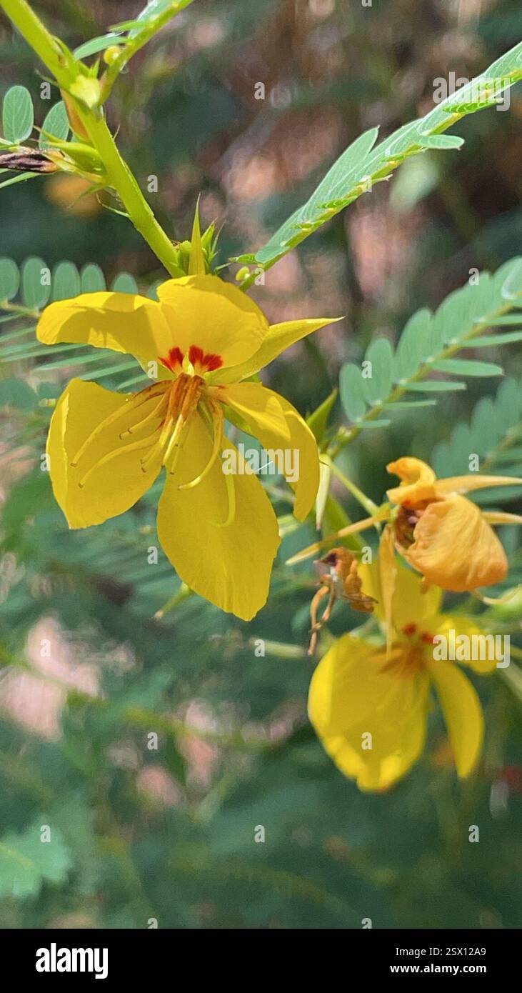 partridge pea (Chamaecrista fasciculata), Plantae, Panama City Beach ...