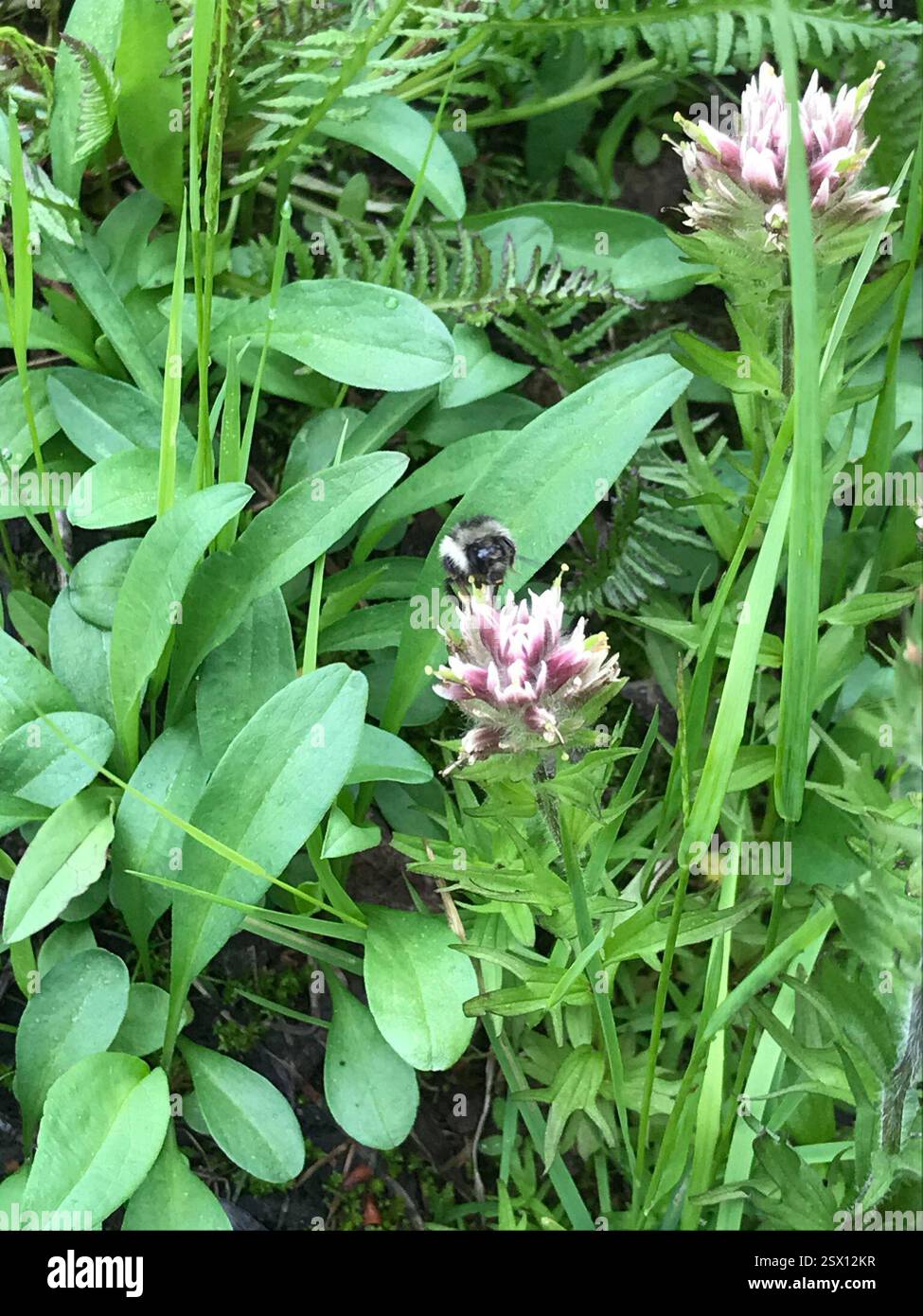 Mountain Indian Paintbrush (Castilleja parviflora), Plantae, Mt. Baker-Snoqualmie National ...