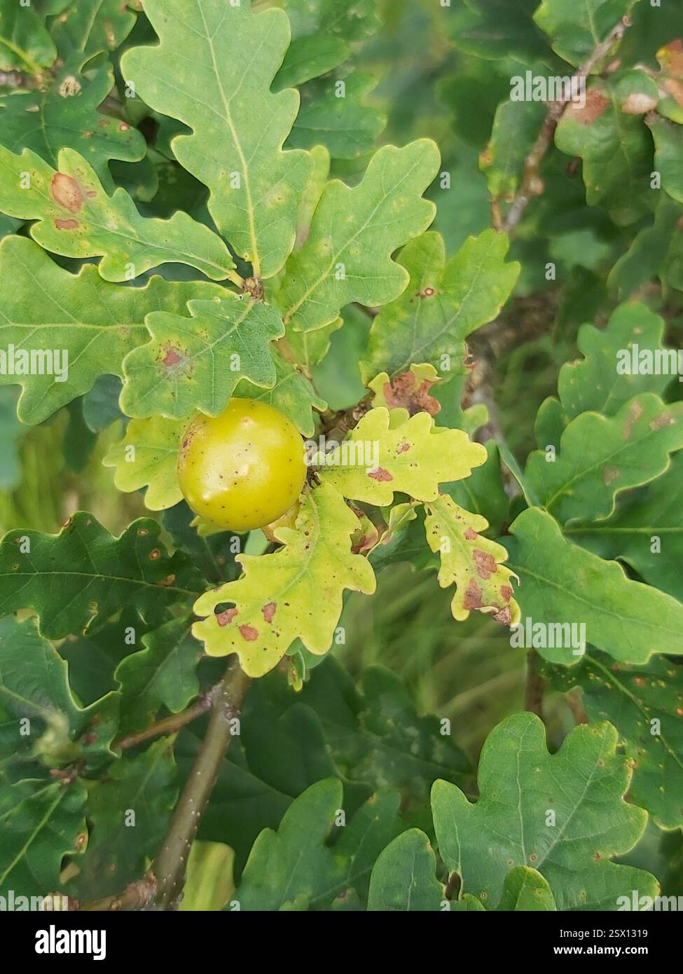 Oak Marble Gall Wasp (Andricus kollari), Insecta, Emersons Green ...