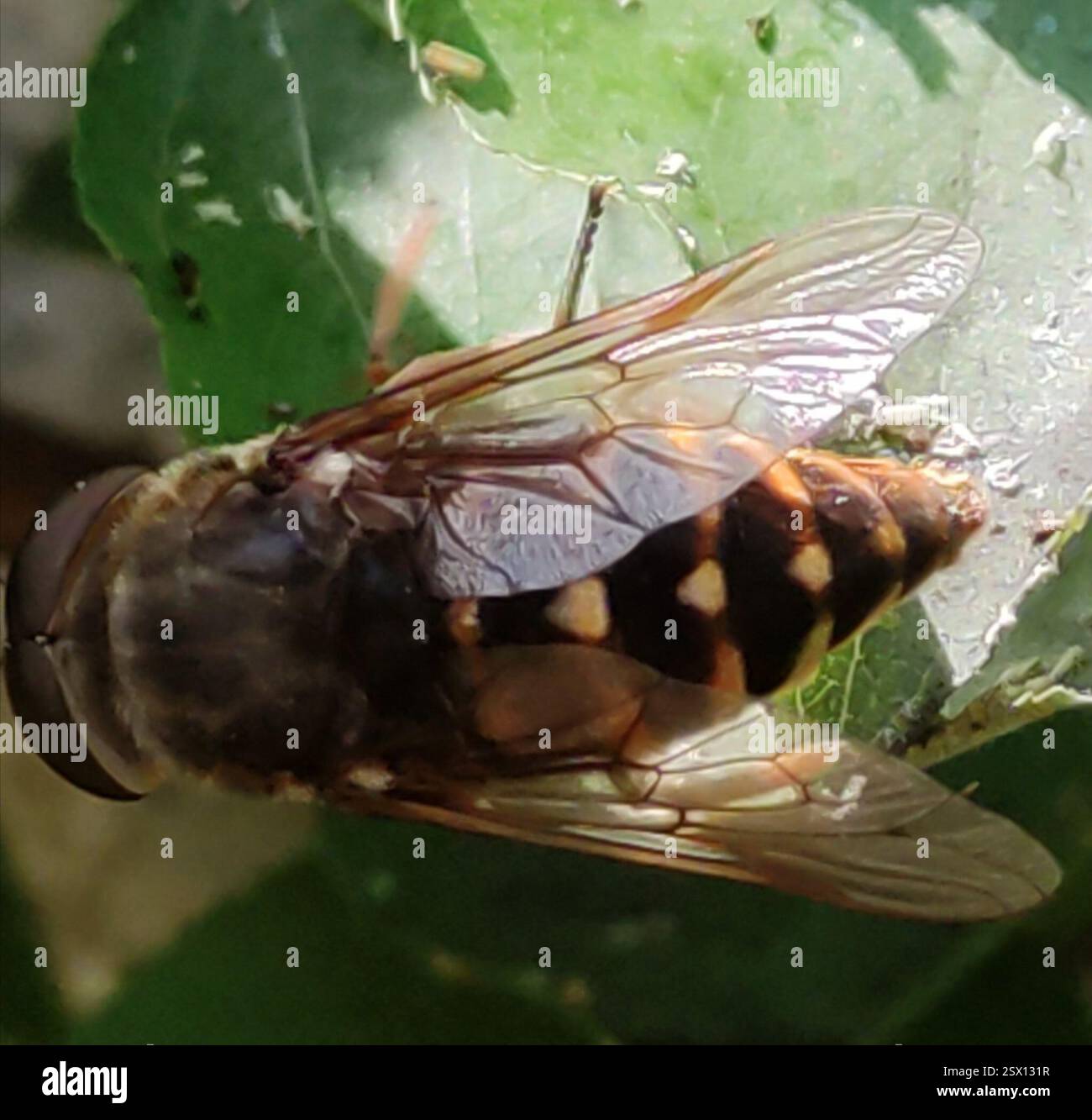 Dark Giant Horse Fly (Tabanus sudeticus), Insecta, 23340 Gentioux ...