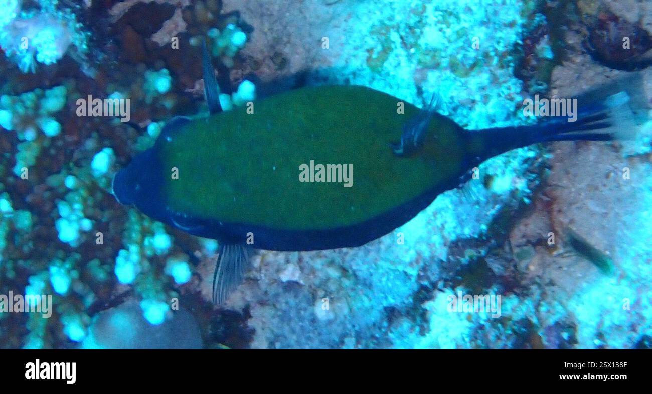 Bluetail Boxfish (Ostracion cyanurus), Actinopterygii, Dibab, Red Sea ...