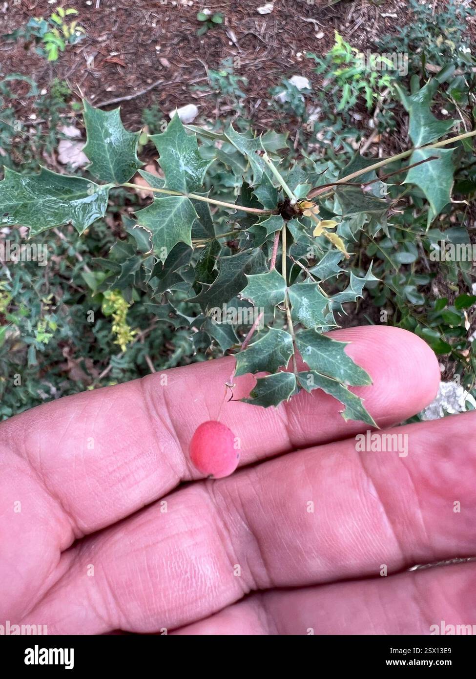 Texas Barberry (Berberis swaseyi), Plantae, Bandera County, TX, USA ...