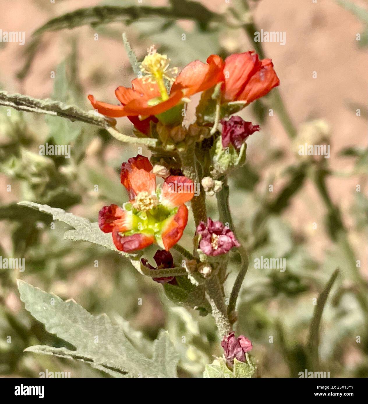 Fendler's Globemallow (Sphaeralcea fendleri), Plantae, Private Dr 1708 ...