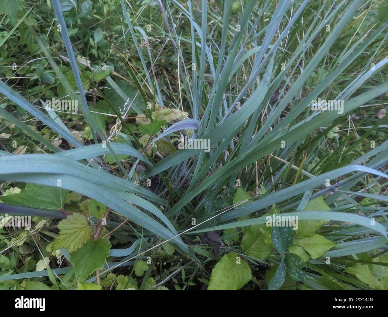 monocots (Liliopsida), Plantae, davis field, charlottesville, VA Stock ...