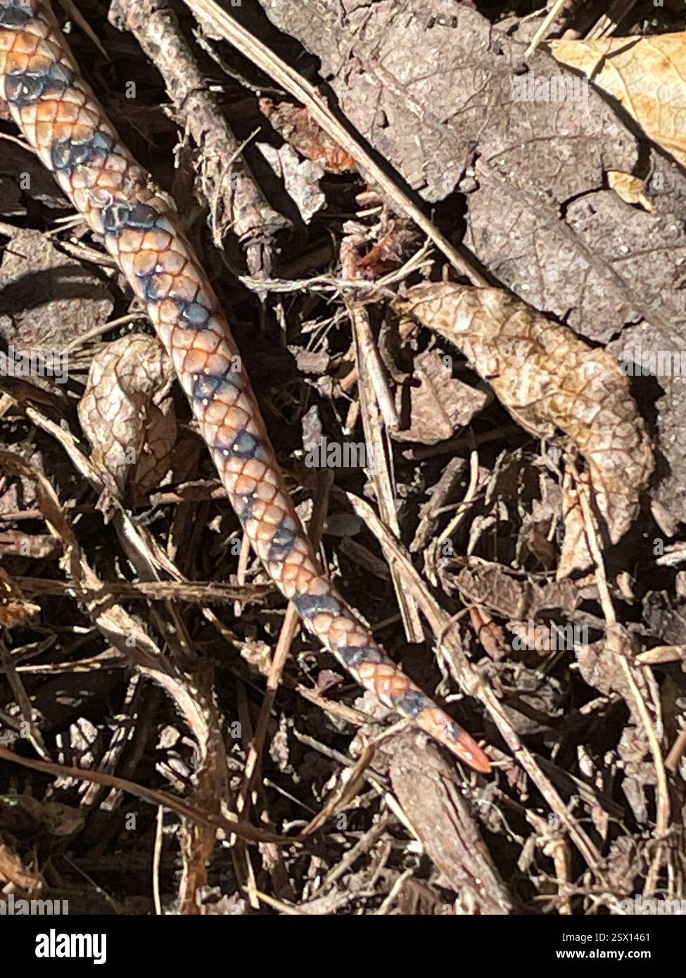 Pacific Gopher Snake (Pituophis catenifer catenifer), Reptilia, Carmel ...