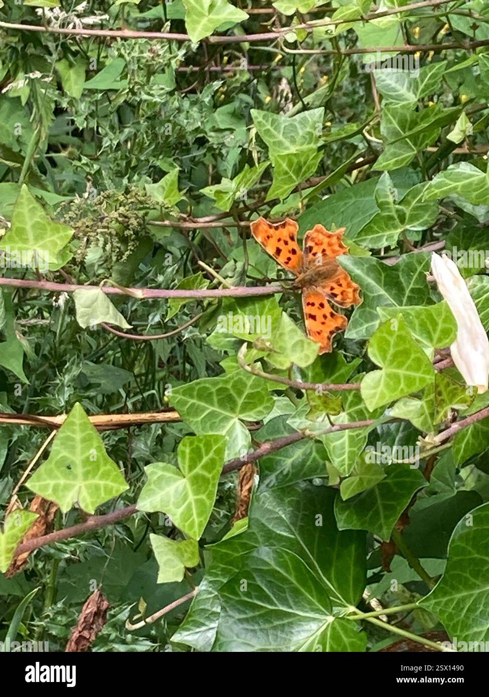 European Comma (Polygonia c-album), Insecta, Kingston Lacy, Wimborne ...
