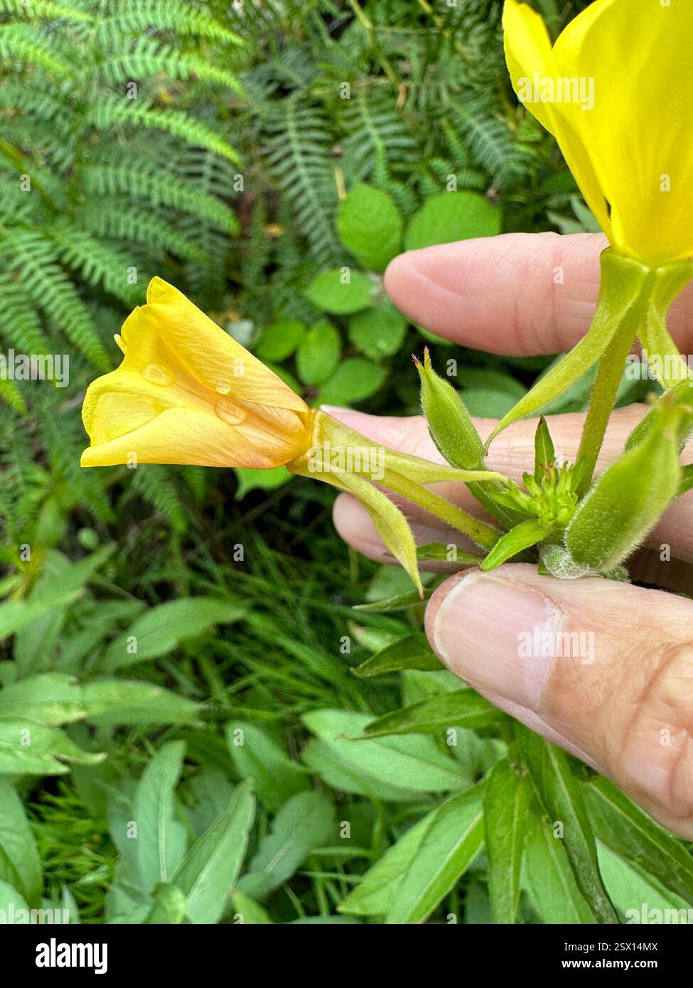common evening-primrose (Oenothera biennis), Plantae, Clôs Ty Clyd ...