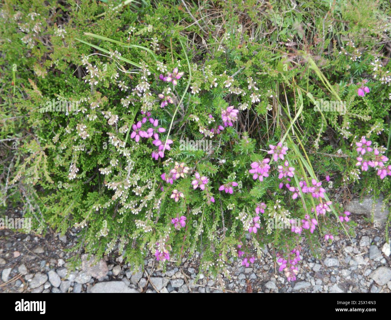 (Ericeae), Plantae, Angus Council, UK Stock Photo - Alamy