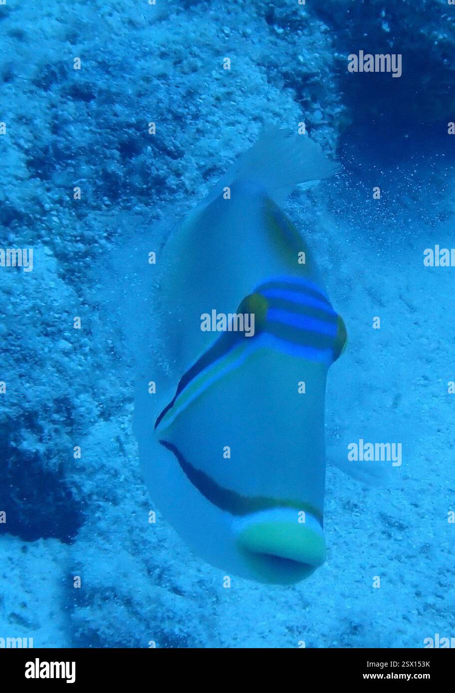 Arabian Picasso Triggerfish (Rhinecanthus assasi), Actinopterygii, Red ...