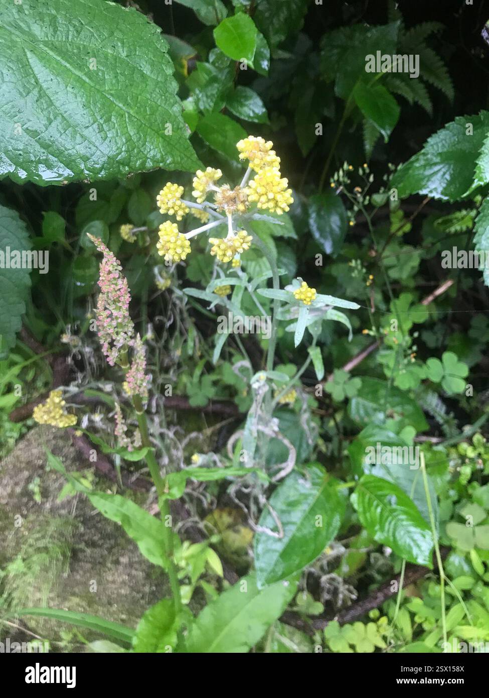 Cotton Weed (Pseudognaphalium affine), Plantae, Shimokoshikicho Aose ...