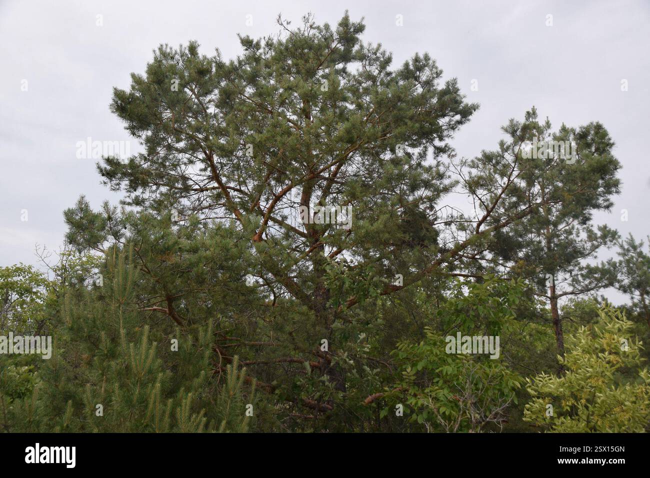 Scots pine (Pinus sylvestris), Plantae, Powerview, Powerview-Pine Falls ...
