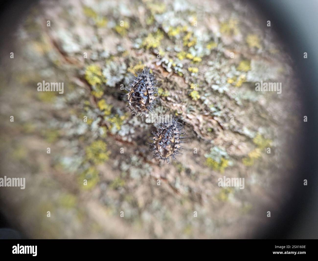 Twice-stabbed Lady Beetles (Chilocorus), Insecta, Ames, IA, USA Stock ...
