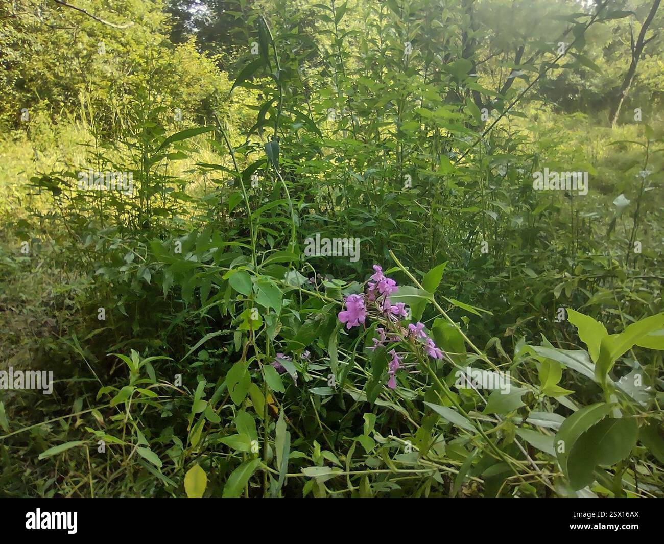 Purple Fringeless Orchid (Platanthera peramoena), Plantae, Virginia, US ...