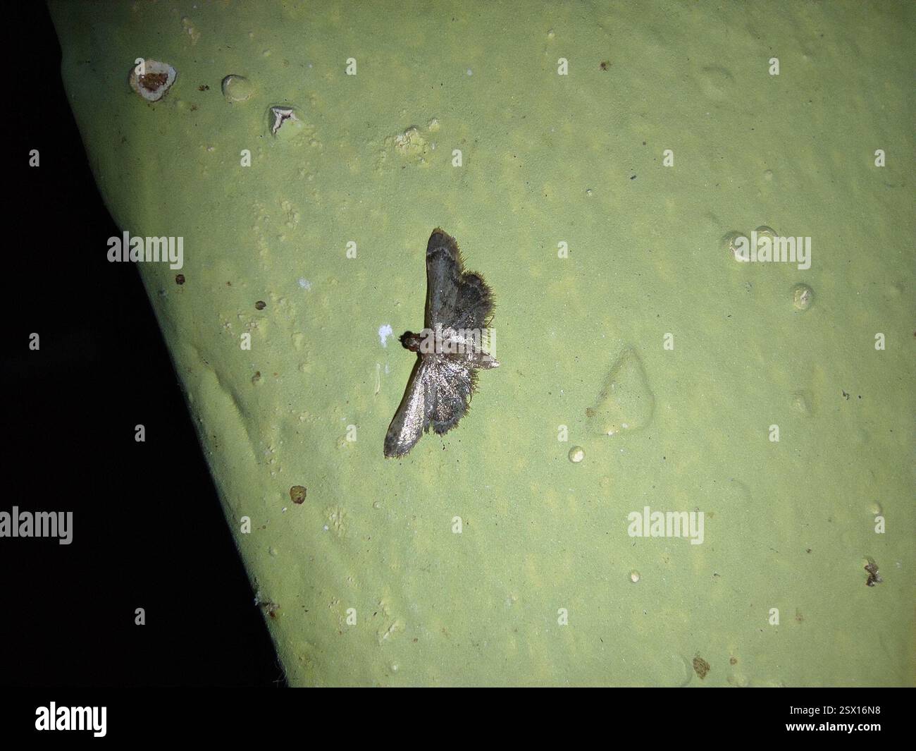 Butterflies and Moths (Lepidoptera), Insecta, Kerala, India Stock Photo ...