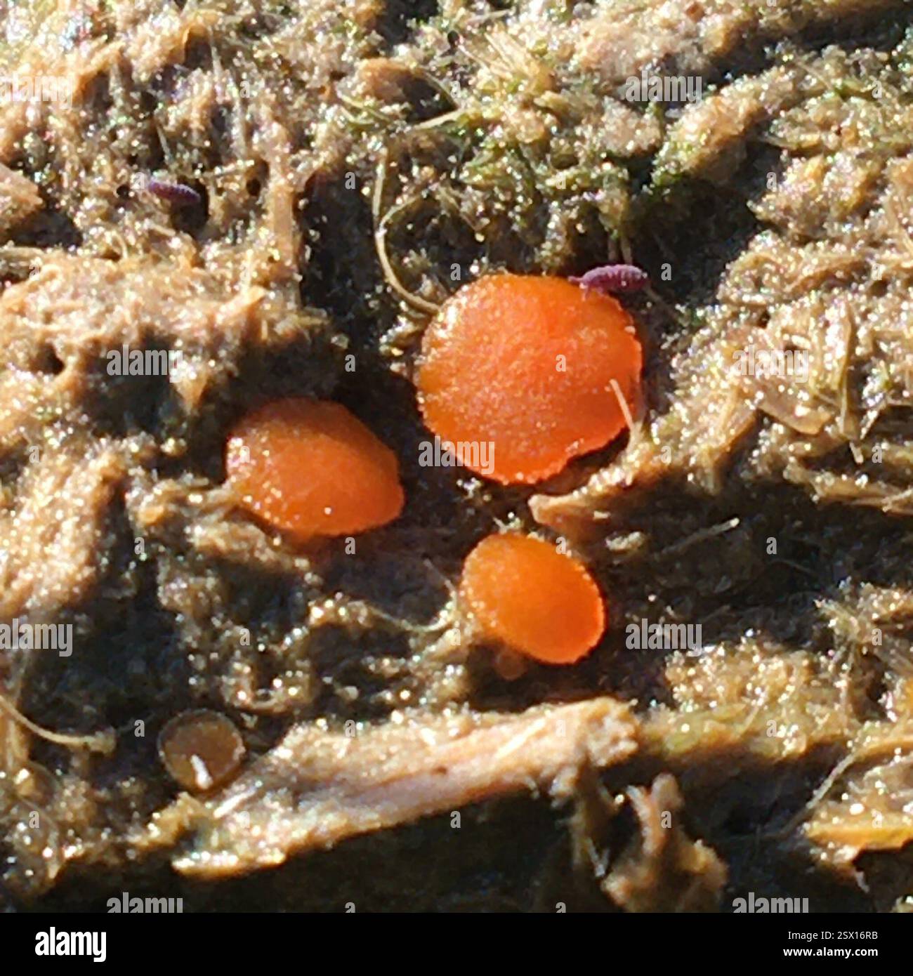 cowpat gem (Cheilymenia granulata), Fungi, Victoria, AU Stock Photo - Alamy