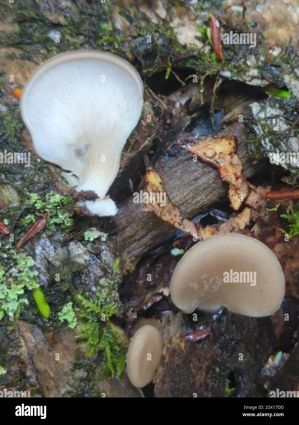 (Hohenbuehelia angustata), Fungi, Dalton, NY 14836, USA Stock Photo - Alamy