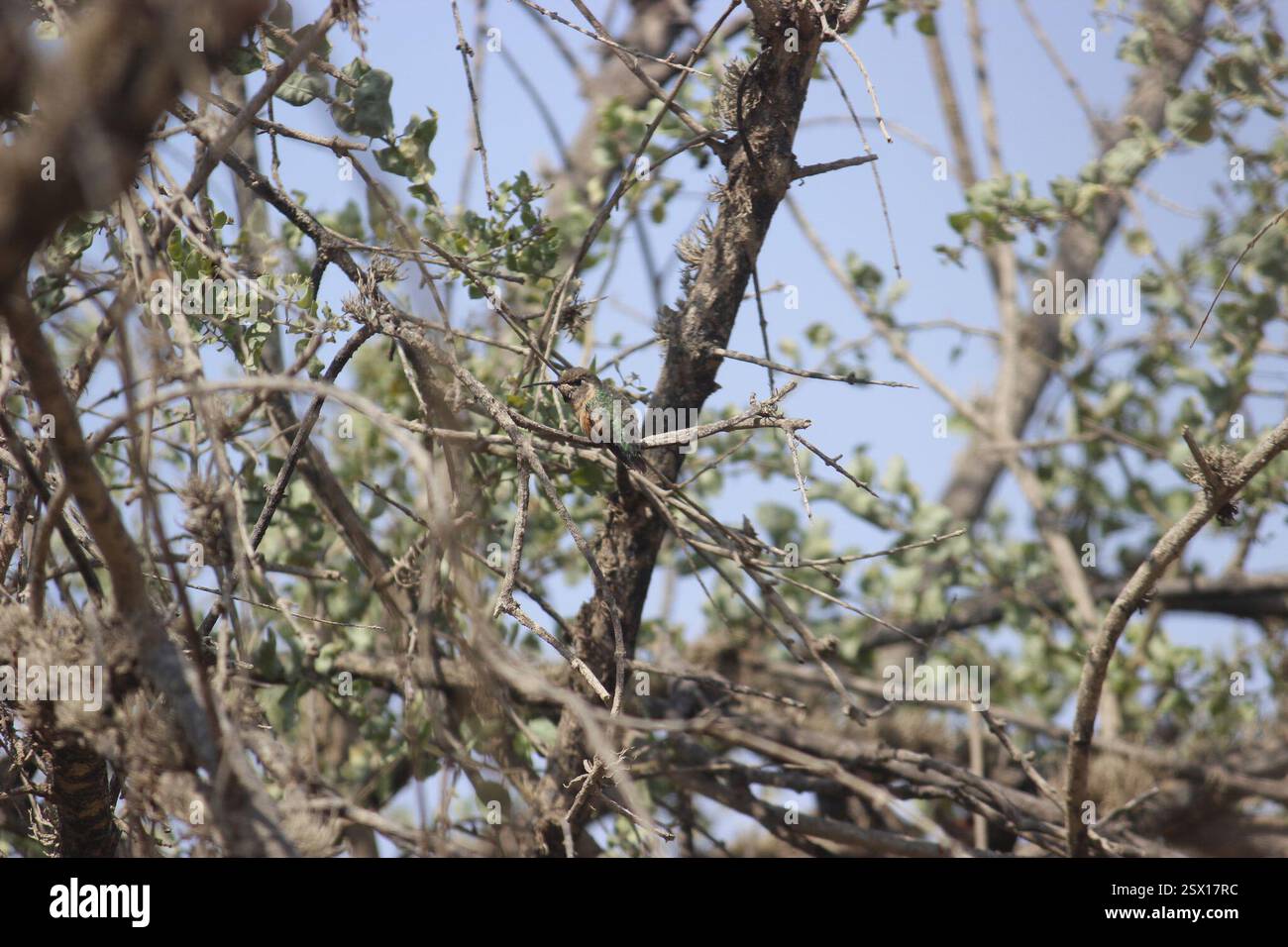 Purple-collared Woodstar (Myrtis fanny), Aves, Chilca, Perú Stock Photo ...