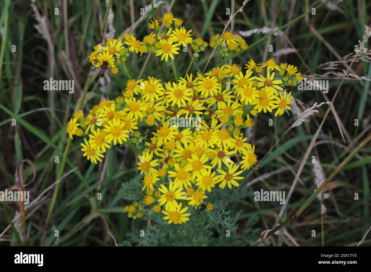 ragwort (Jacobaea vulgaris), Plantae, Pickerings Pasture, Mersey View ...