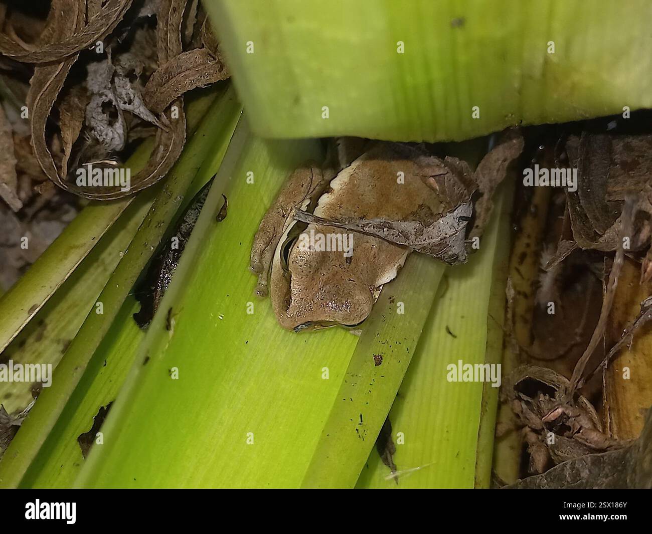 Montevideo Tree Frog (Boana pulchella), Amphibia, Bella Unión Stock ...