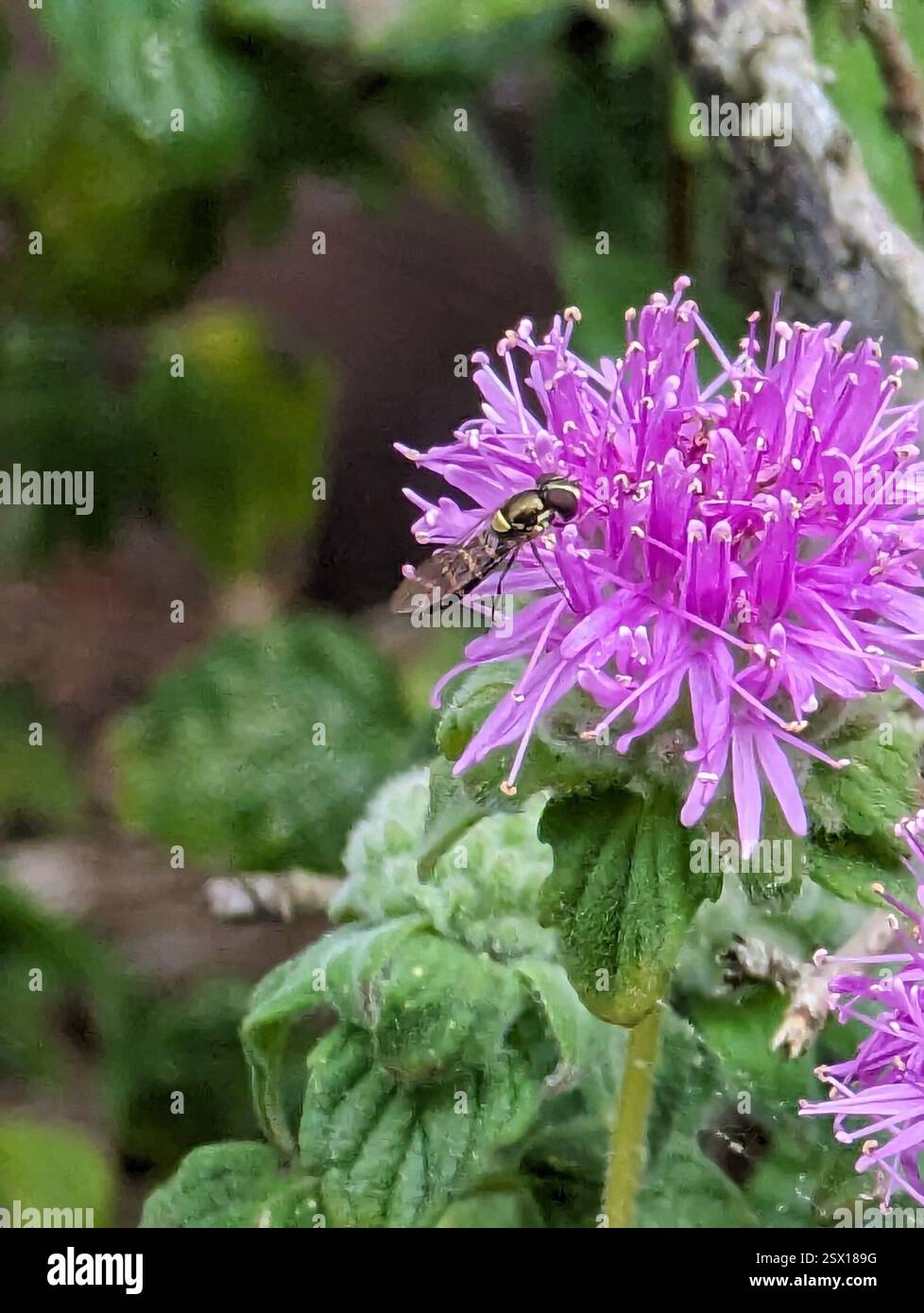 Diamond Spottail (Fazia micrura), Insecta, California, US Stock Photo ...