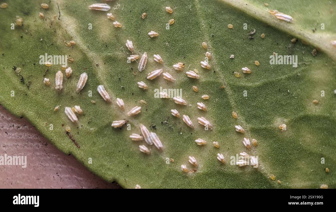 Euonymus Scale (Unaspis euonymi), Insecta, London E12, UK Stock Photo ...