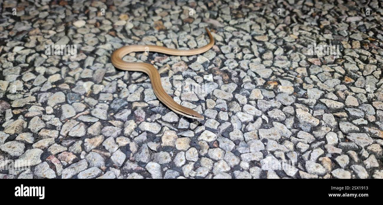 Burton's Snake-lizard (Lialis burtonis), Reptilia, Cox-Finniss, AU-NT ...