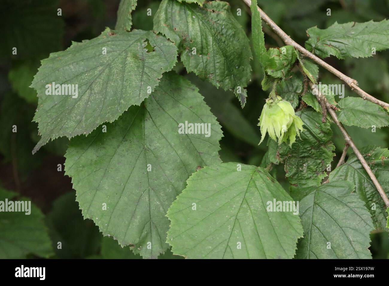common hazel (Corylus avellana), Plantae, Speke Hall Estate, The Walk ...