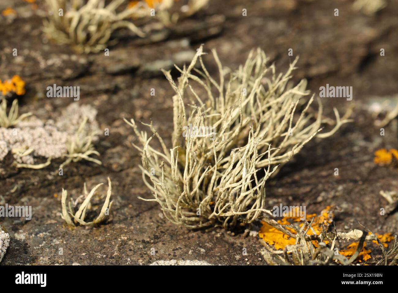 (Ramalina cuspidata), Fungi, Cemlyn Bay, Cemlyn, Anglesey, North Wales ...
