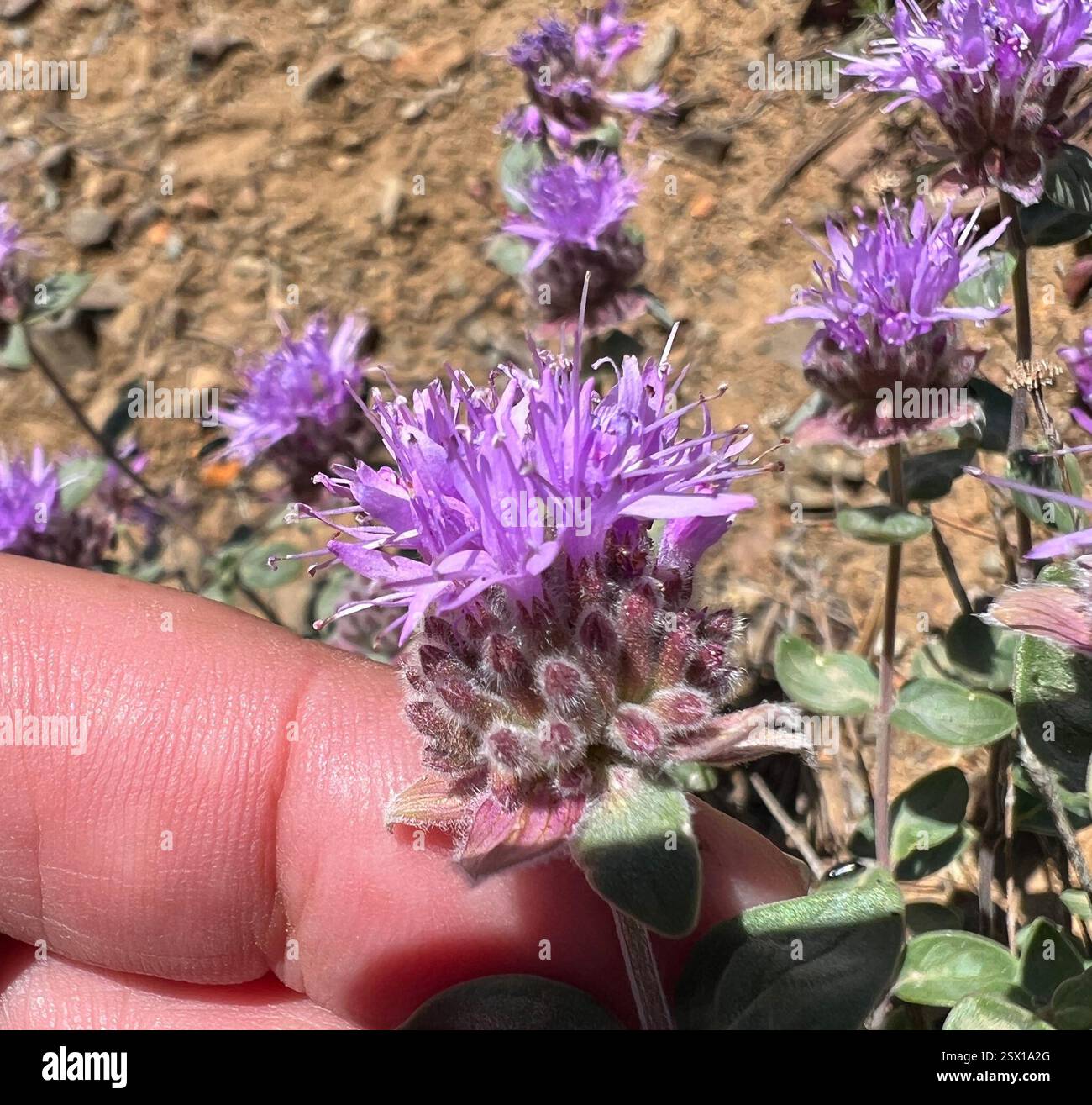 mountain coyote mint (Monardella odoratissima), Plantae, Kittitas ...