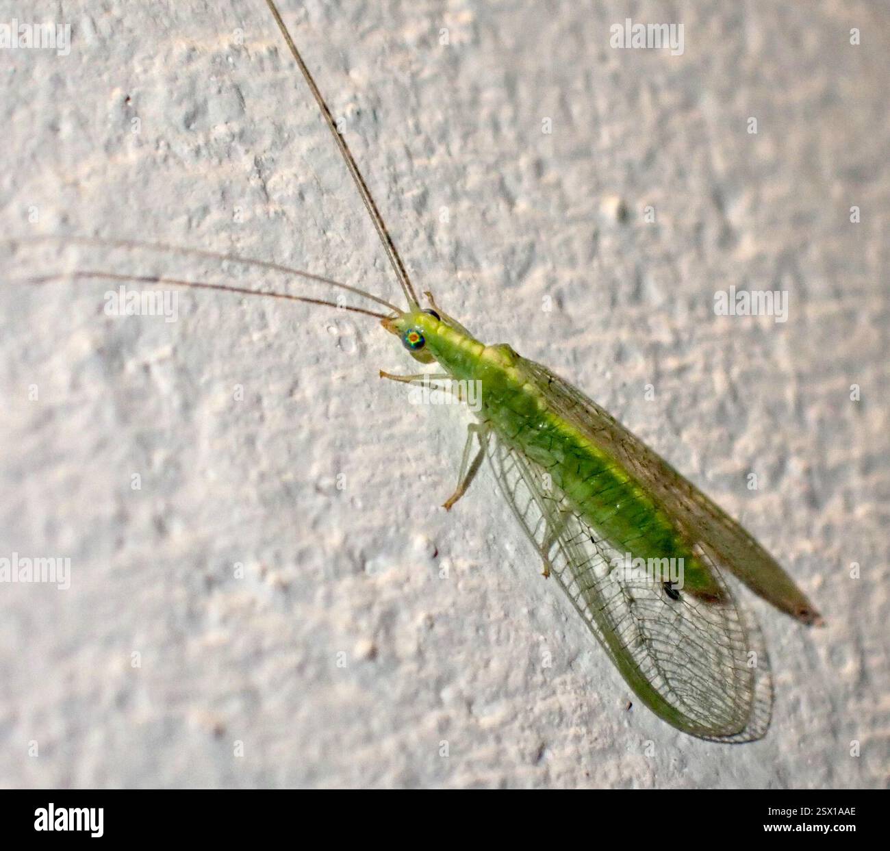 common green lacewings (Chrysoperla), Insecta, Hilton Marsa Alam Nubian ...