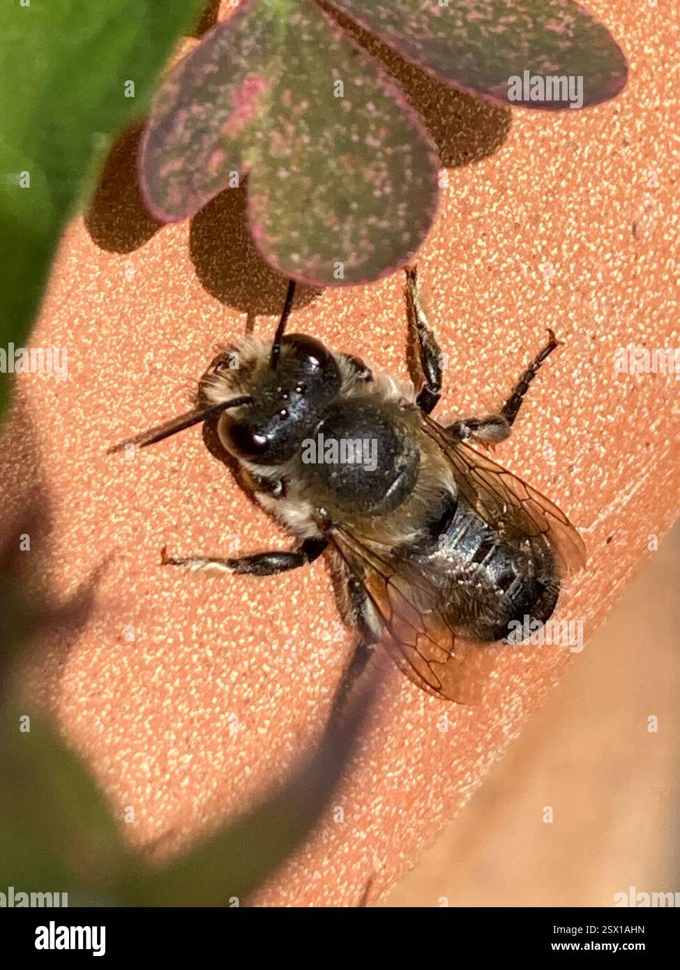 Willughby's Leafcutter Bee (Megachile willughbiella), Insecta, Sheen ...