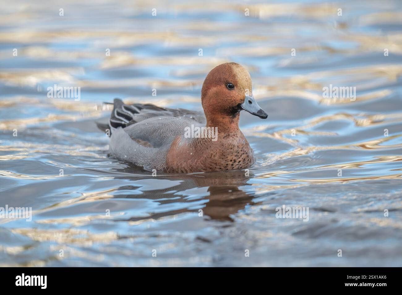 Wigeon drake swimming in water, close up Stock Photo - Alamy