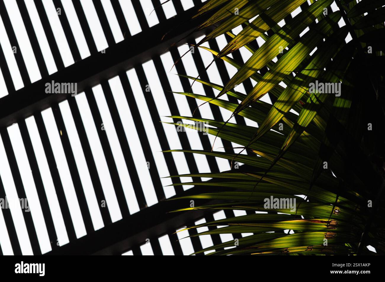 Sunlit palm leaves cast shadows through slats, creating abstract light ...