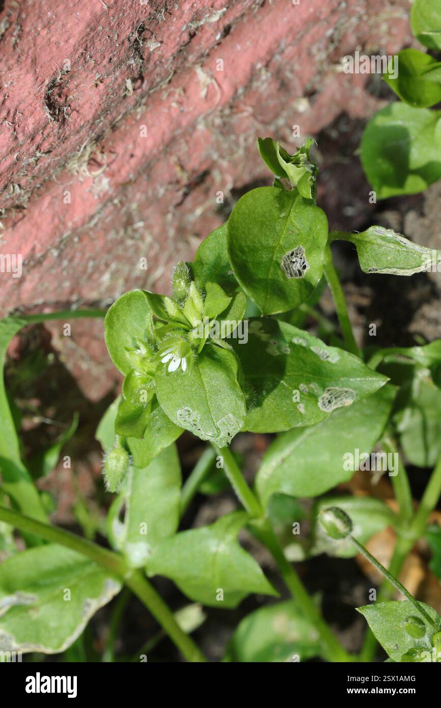 common chickweed (Stellaria media), Plantae, Hale Park, High Street ...