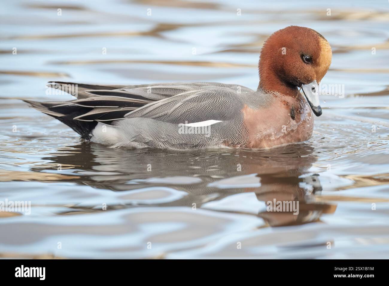 Wigeon drake swimming in hi-res stock photography and images - Alamy