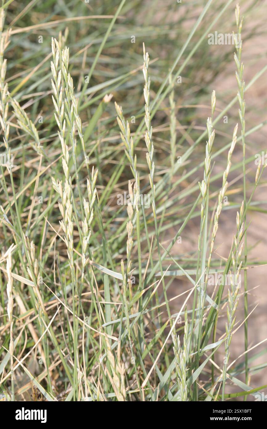Sand Couch-grass (Elymus farctus), Plantae, Crosby Beach, Burbo Bank ...