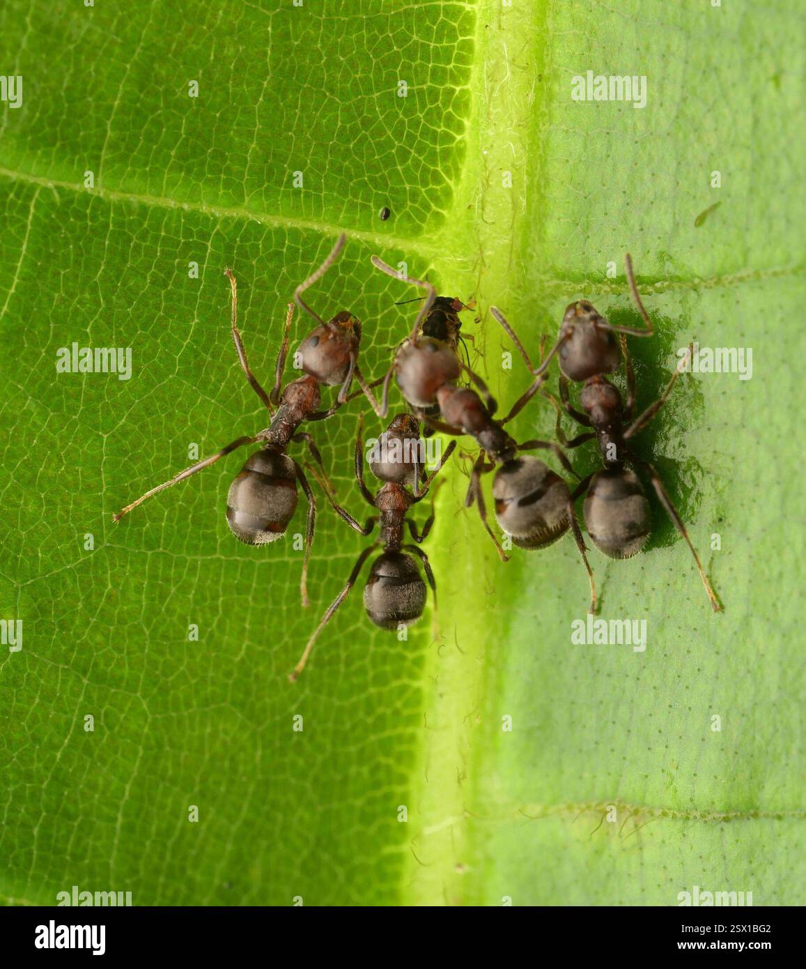 Cocoa Black Ant (Dolichoderus thoracicus), Insecta, Central Water ...