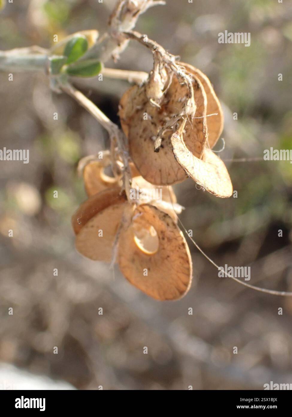 tree medick (Medicago arborea), Plantae, Leucate, France Stock Photo ...
