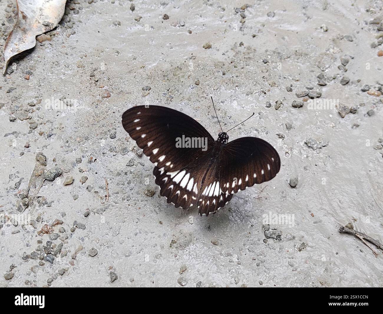 Malabar Raven Butterfly (Papilio dravidarum), Insecta, Kumplampoika ...