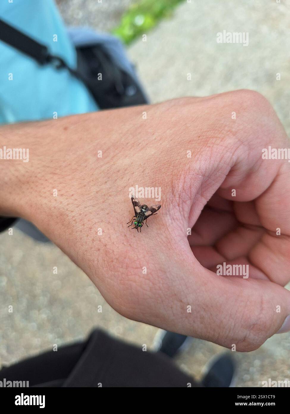 Twin-lobed Deer Fly (Chrysops relictus), Insecta, Ørestad Syd, Kastrup ...