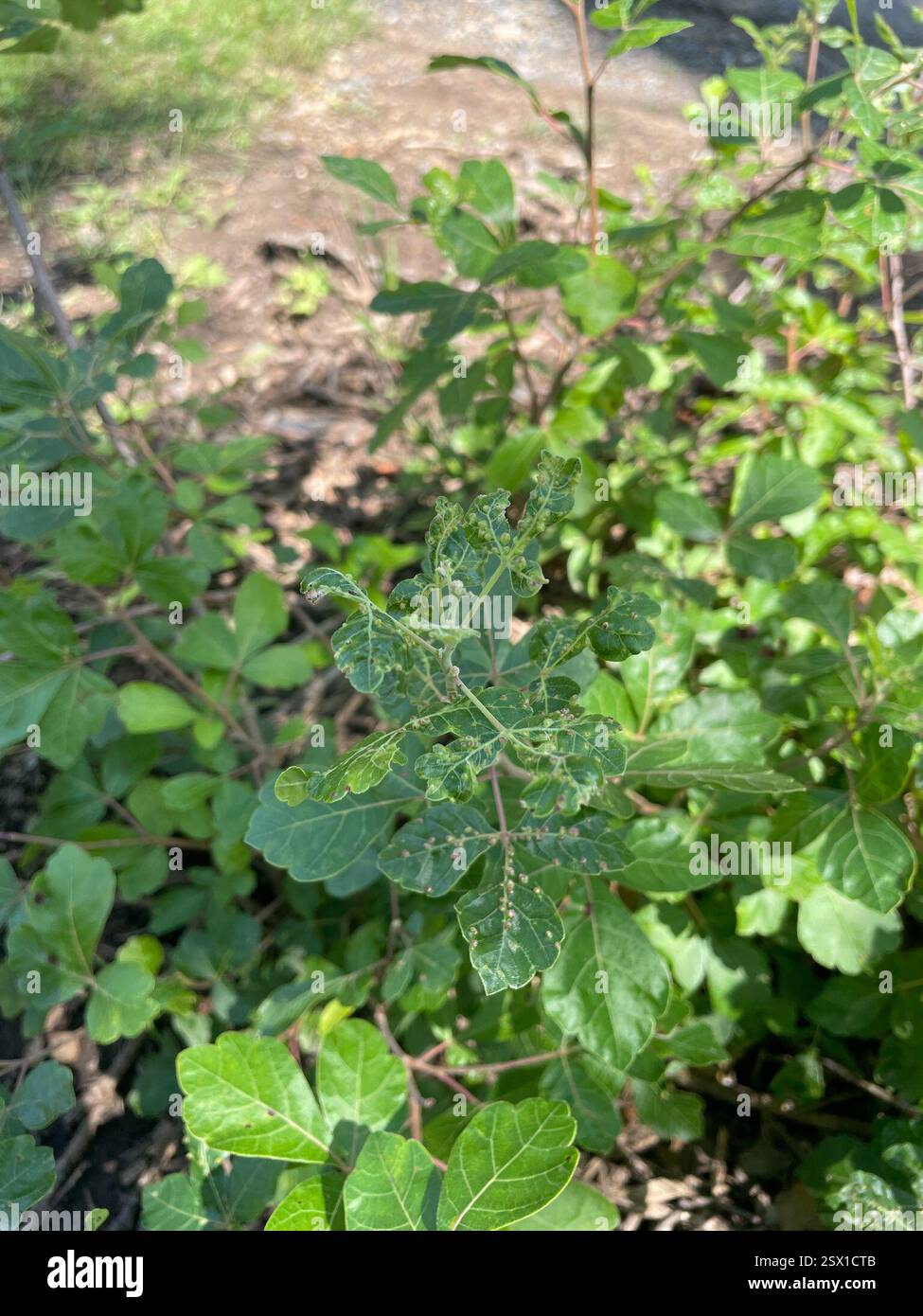 Poison Ivy Leaf Mite (Aculops rhois), Arachnida, Penn State, State ...