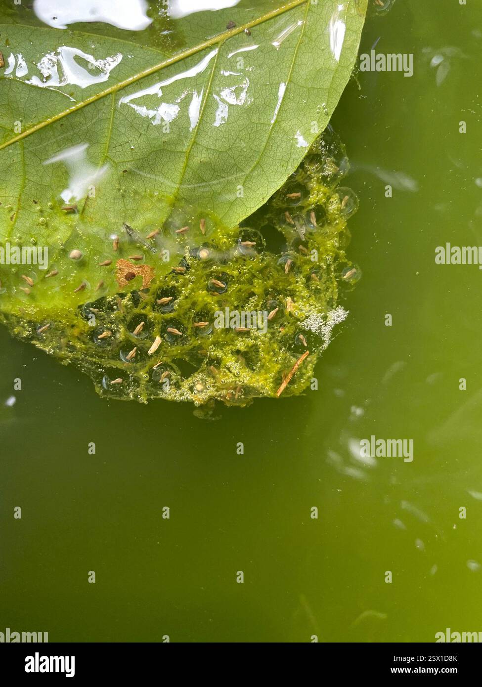 Frogs and Toads (Anura), Amphibia, W Arrowhead St, Fayetteville, AR, US ...