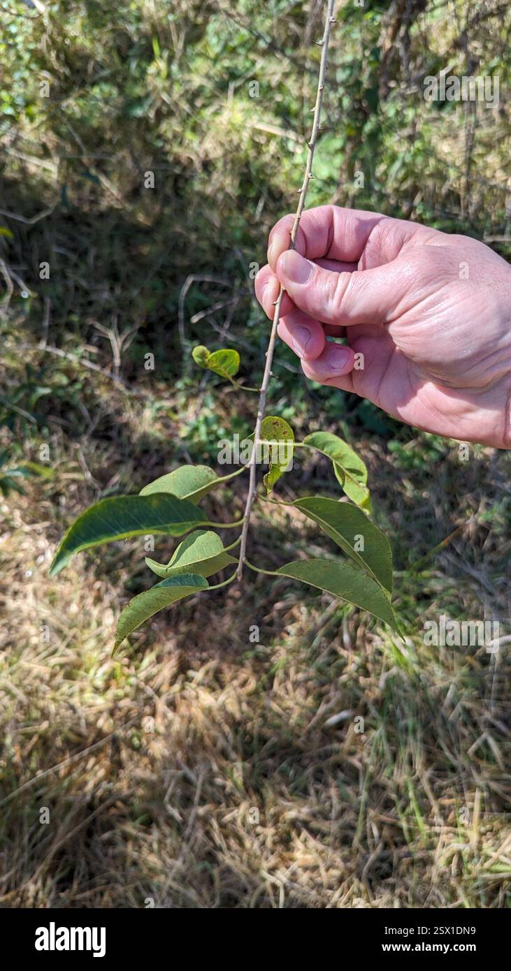 Cockspur Thorn (Maclura cochinchinensis), Plantae, Cedar Grove QLD 4285 ...