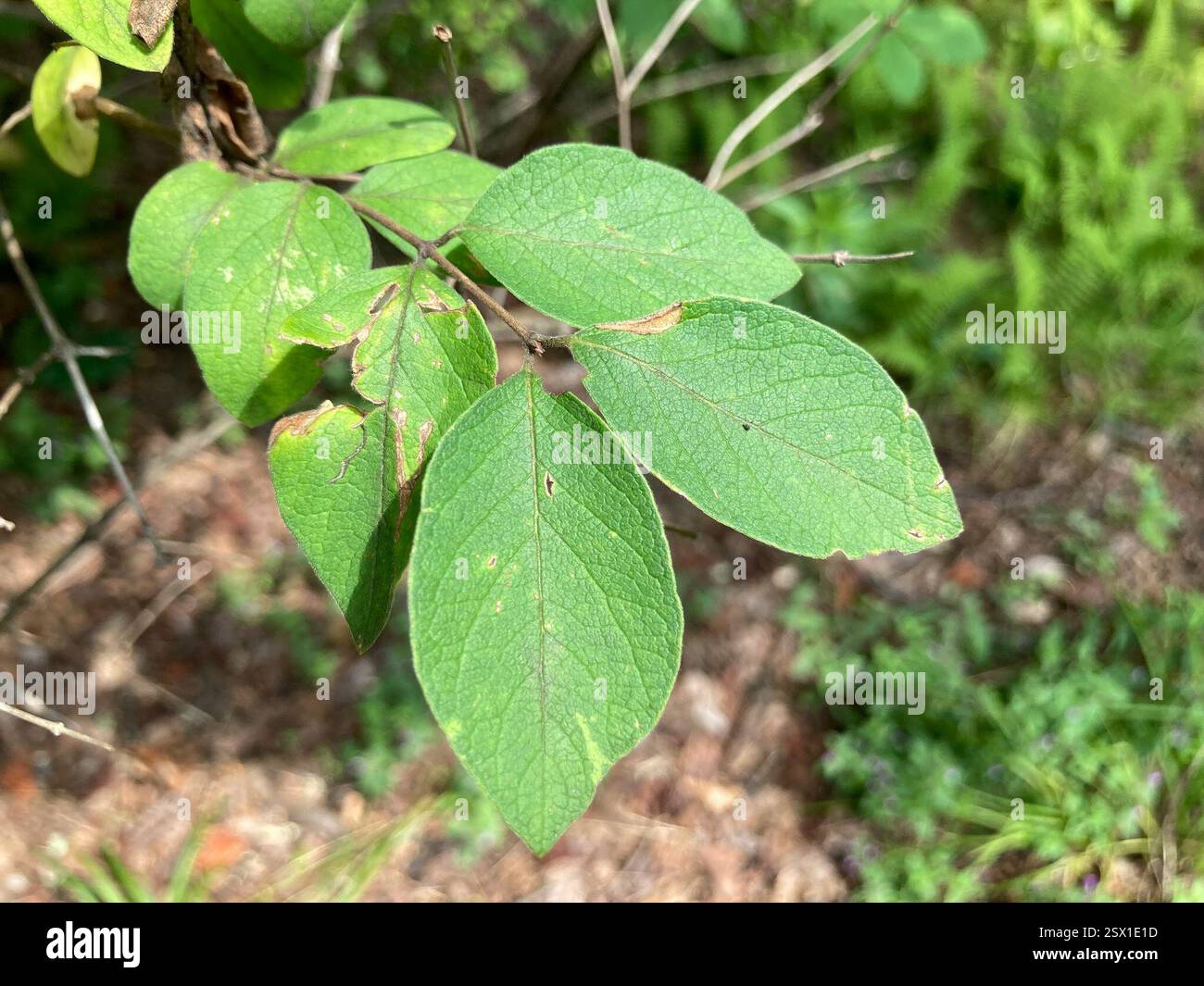 Morrow's honeysuckle (Lonicera morrowii), Plantae, Laurel Ln, Equinunk ...