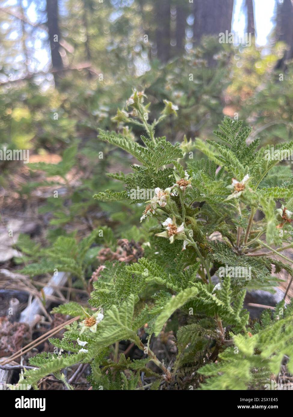 Mountain Misery (Chamaebatia foliolosa), Plantae, Calaveras Big Trees ...
