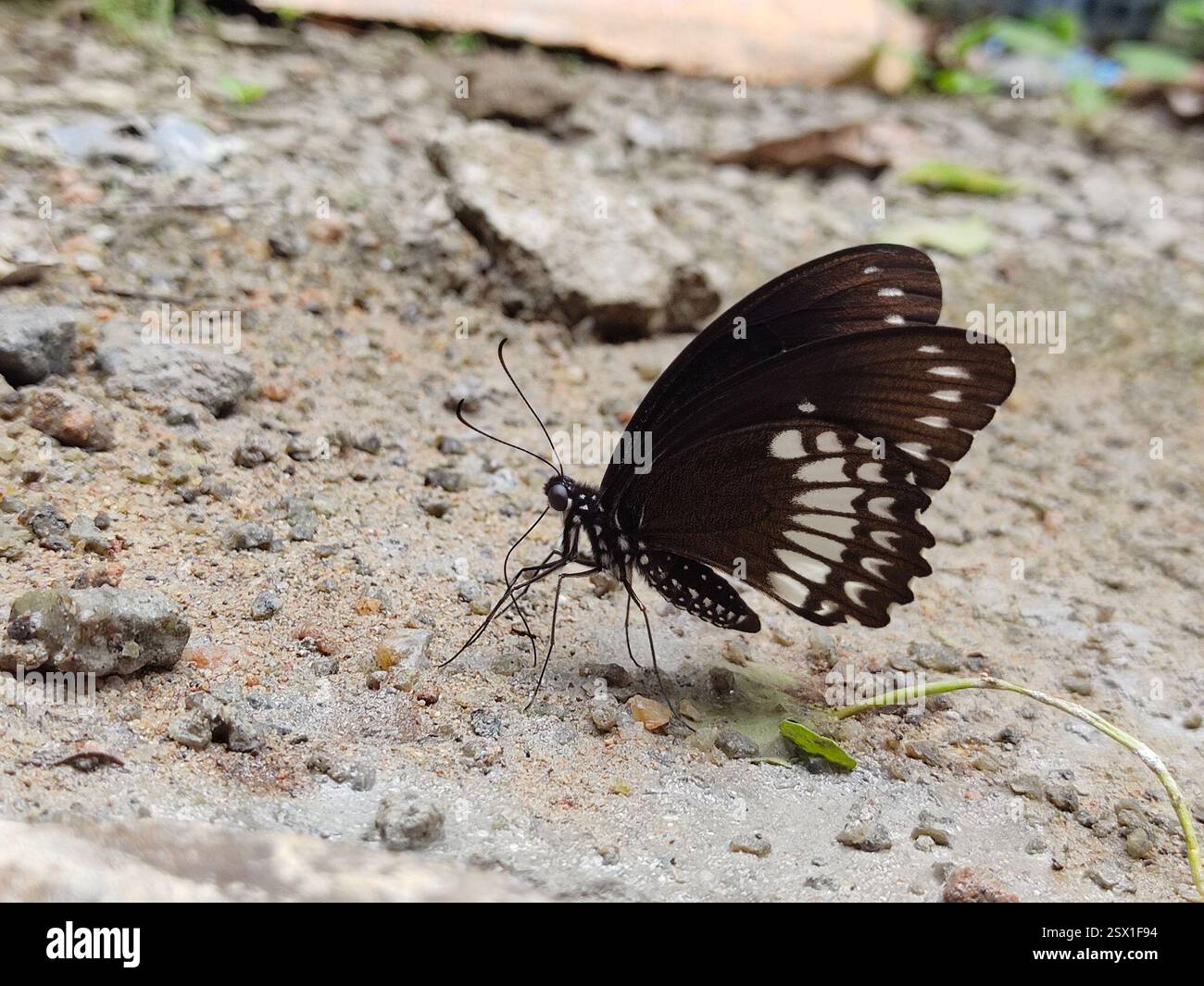 Malabar Raven Butterfly (Papilio dravidarum), Insecta, Kumplampoika ...