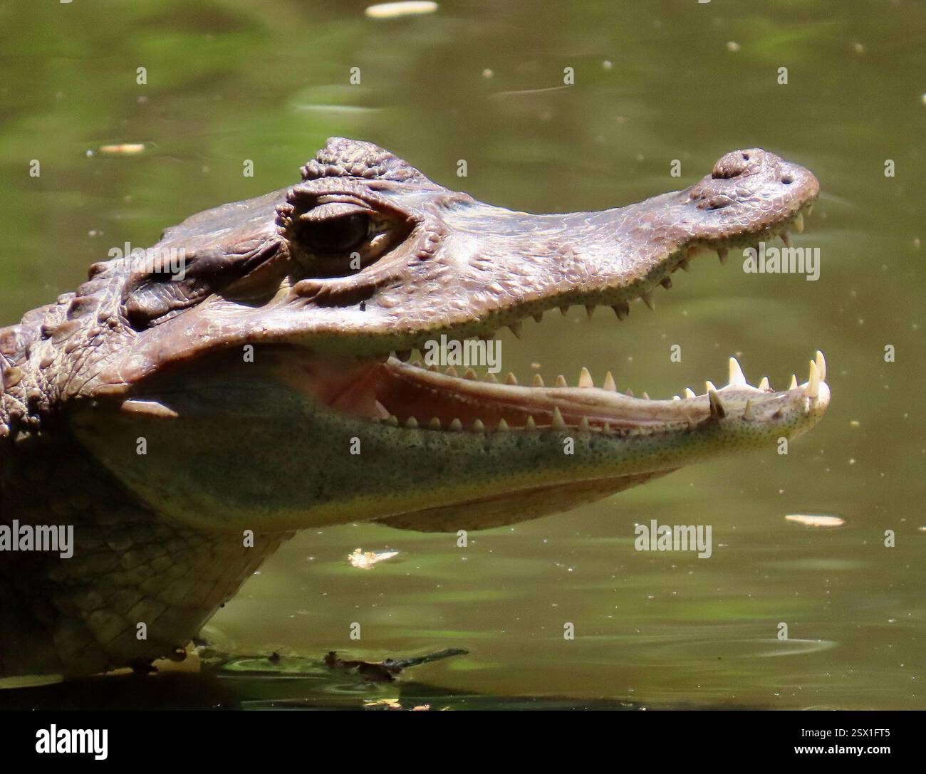 Spectacled Caiman (Caiman crocodilus), Reptilia, Comarca Embera Wounaan ...
