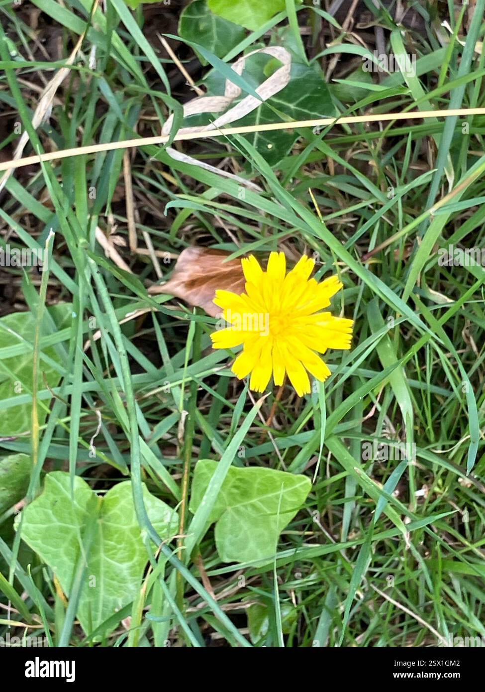 Common Cat's-ear (Hypochaeris radicata), Plantae, Penn Croft, Stafford ...